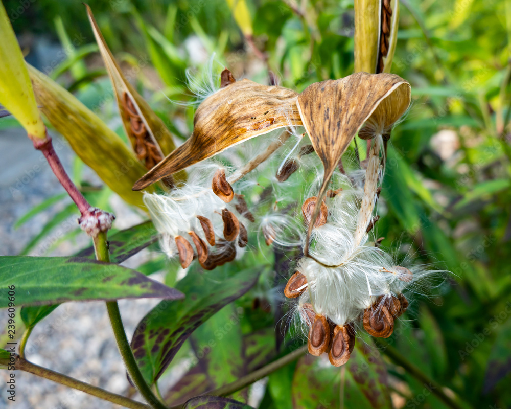 Swamp Milkweed Pods