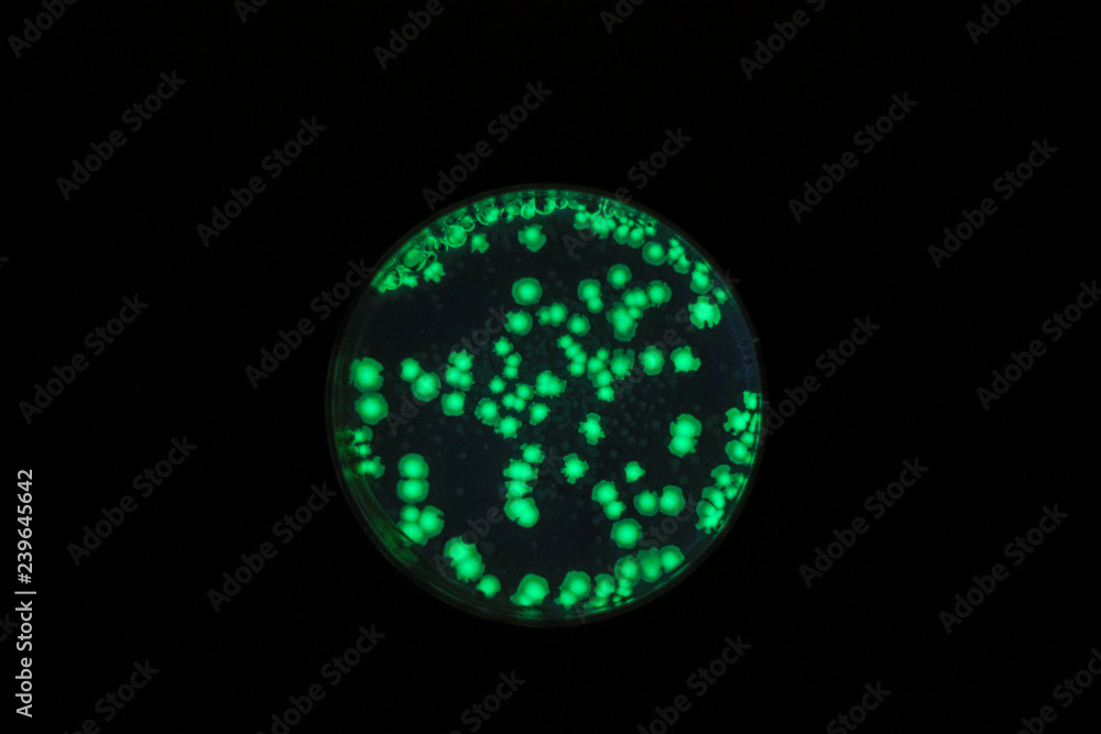Escherichia coli bacteria genetically modified with green fluorescence ...
