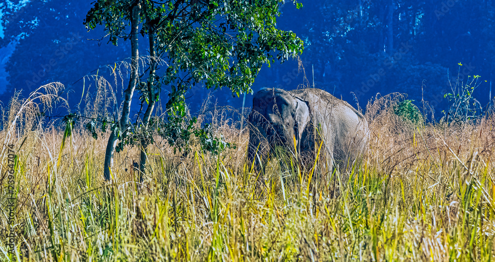 Indian elephant (Elephas maximus indicus) is one of three recognized ...