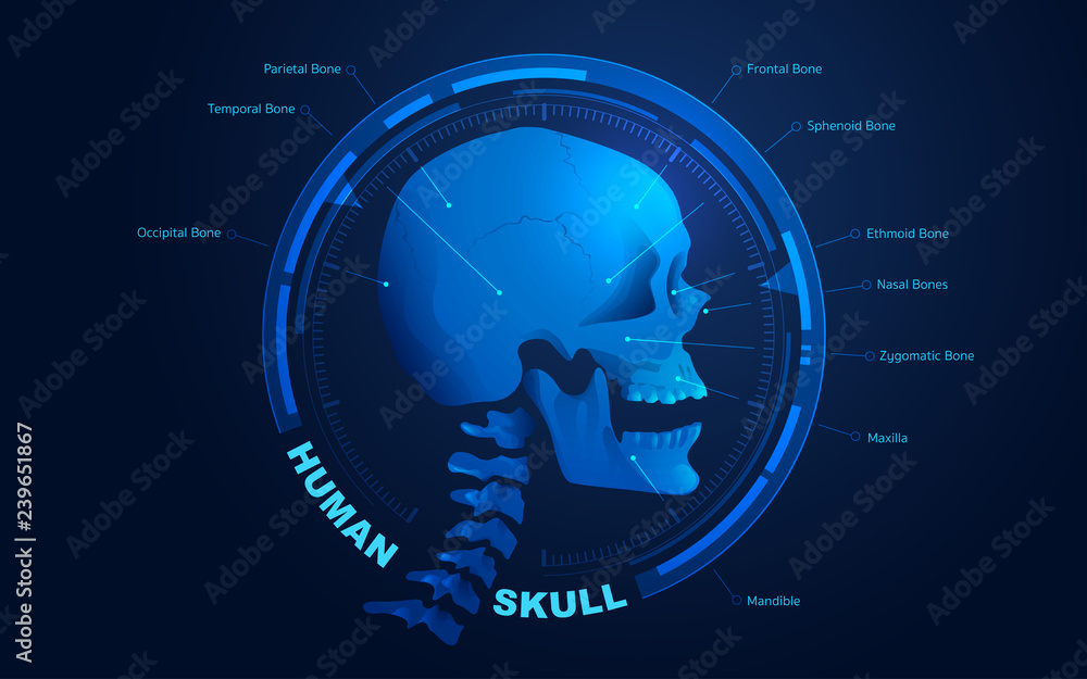vector of human skull anatomy presented with futuristic technology ...