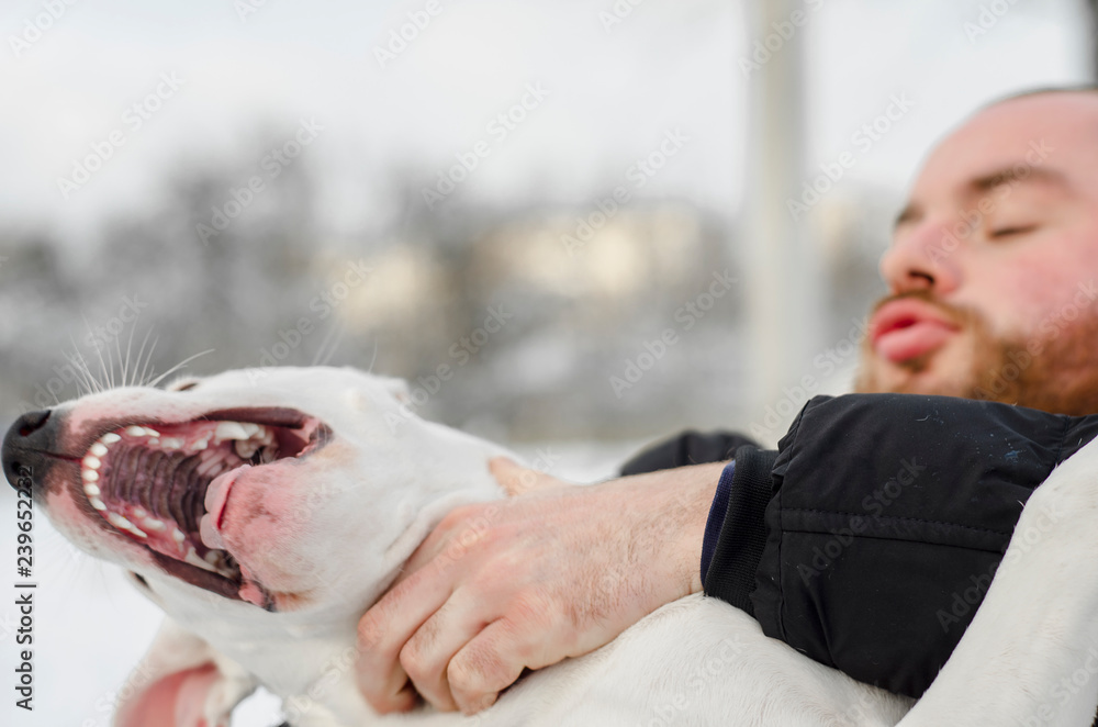 Enraged aggressive, angry dog. Grin jaws with fangs , hungry, drool ...