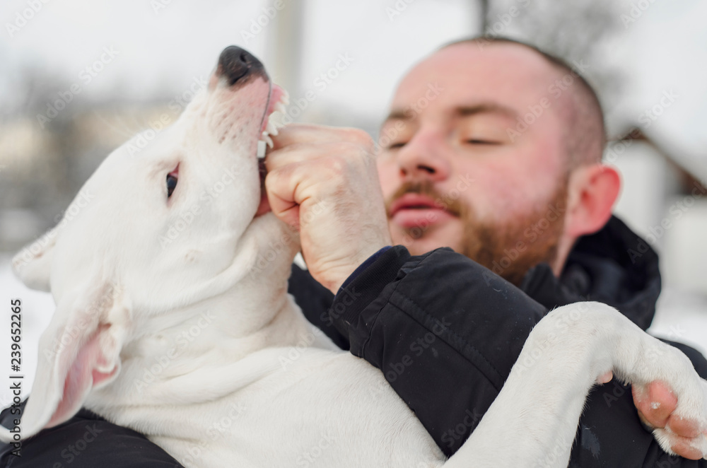 Foto de Enraged aggressive, angry dog. Grin jaws with fangs , hungry ...