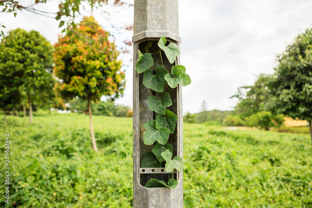 Ivy Growing Inside A Light Pole Stock Photo | Adobe Stock