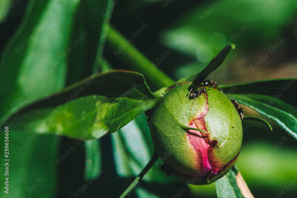 Foto de Small black ants creep on young peony bud in macro. Green pink ...