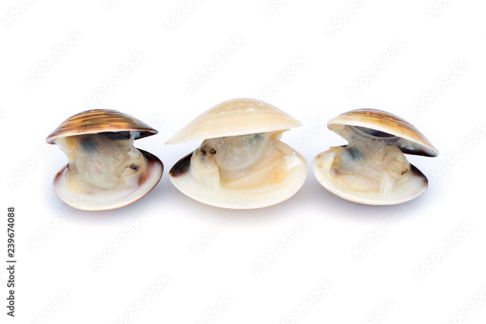 Image of Fresh enamel venus shell (Meretrix lyrata) isolated on white ...