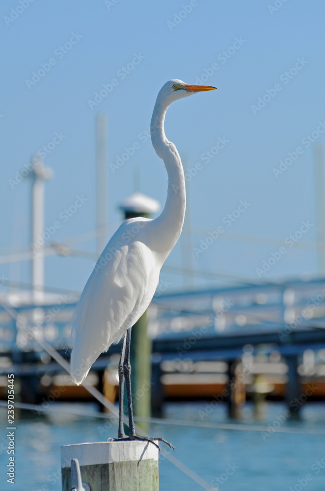 Full forward closeup of great white egret standing on post or piling ...