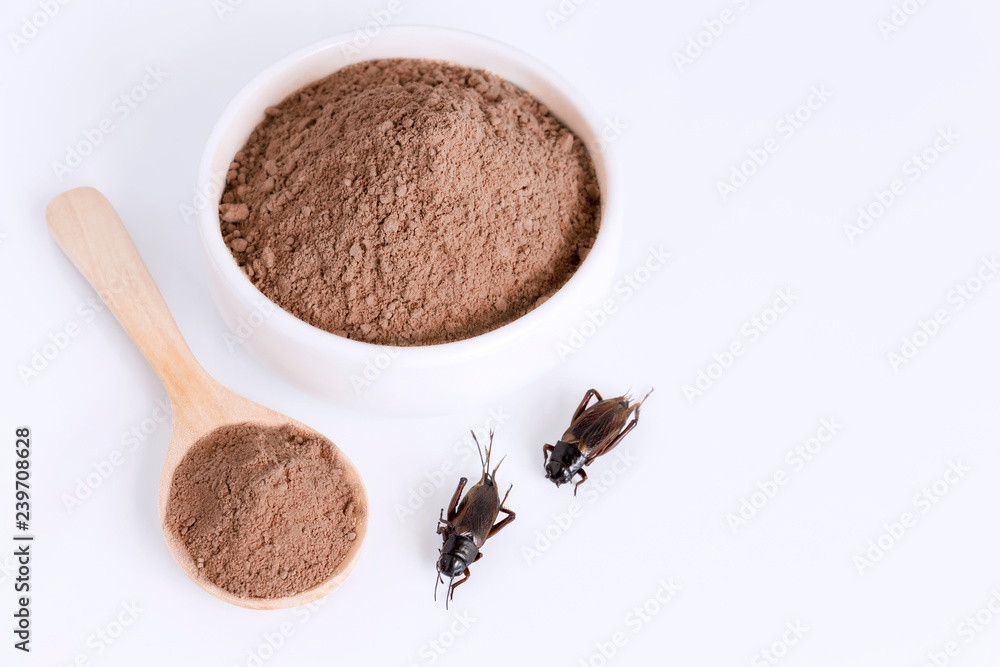 Cricket powder insect for eating as food items made of cooked insect ...