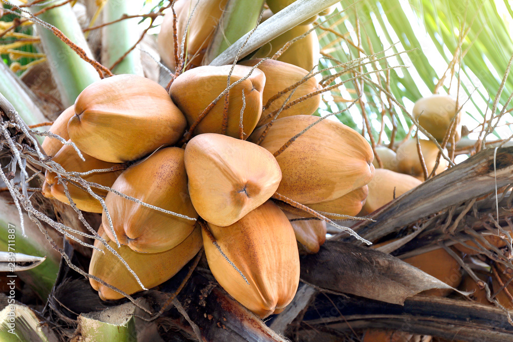 coconuts brown on tree coconut palm, brown king coconut young in garden ...