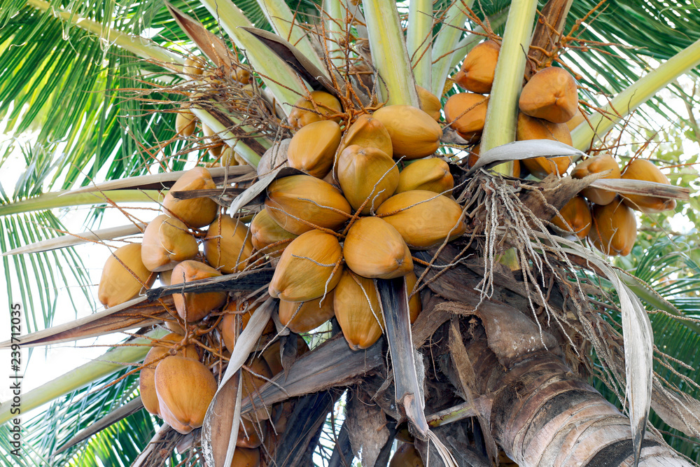 coconuts brown on tree coconut palm, brown king coconut young in garden ...