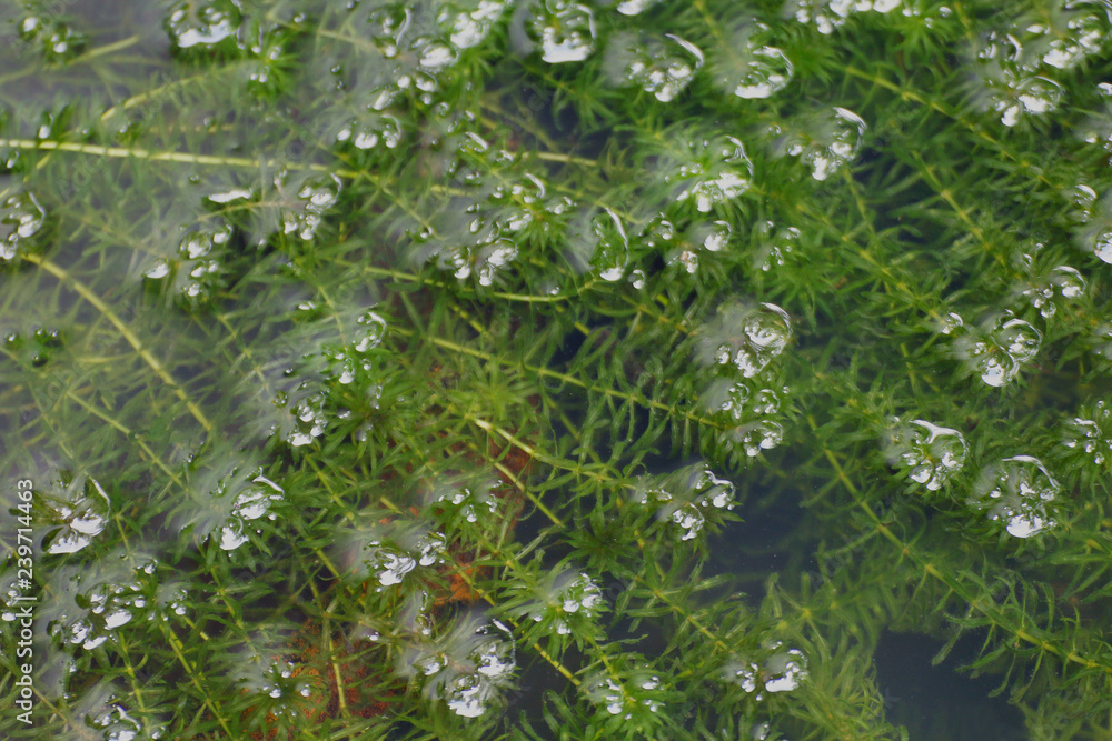 Fresh green hydrilla verticillata growing in the water, Hydrilla ...