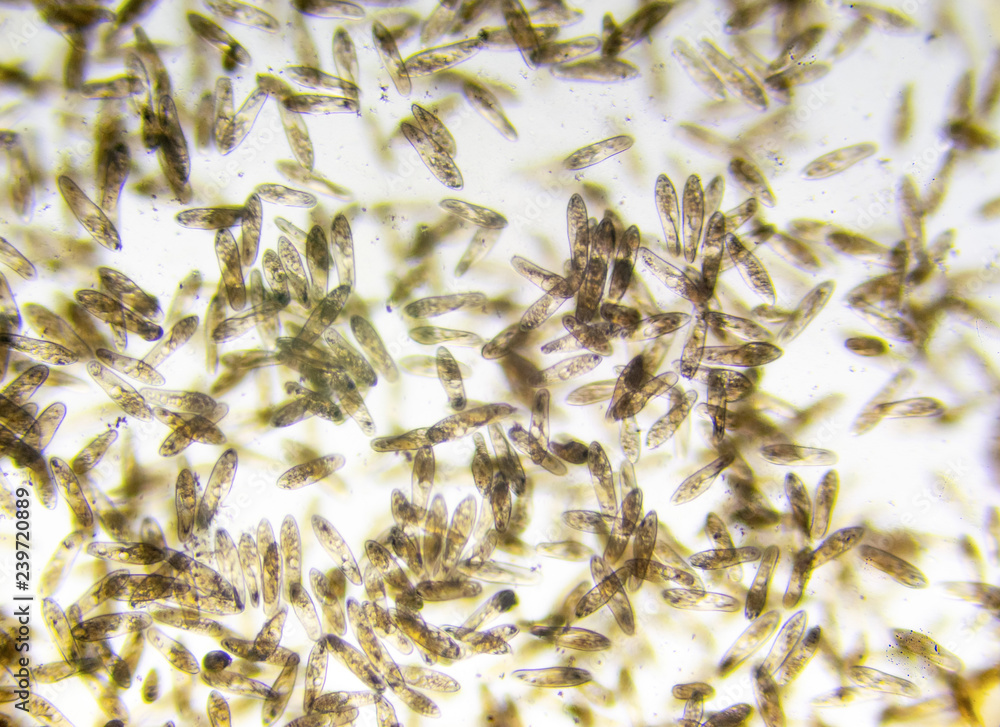 Microorganisms In Water