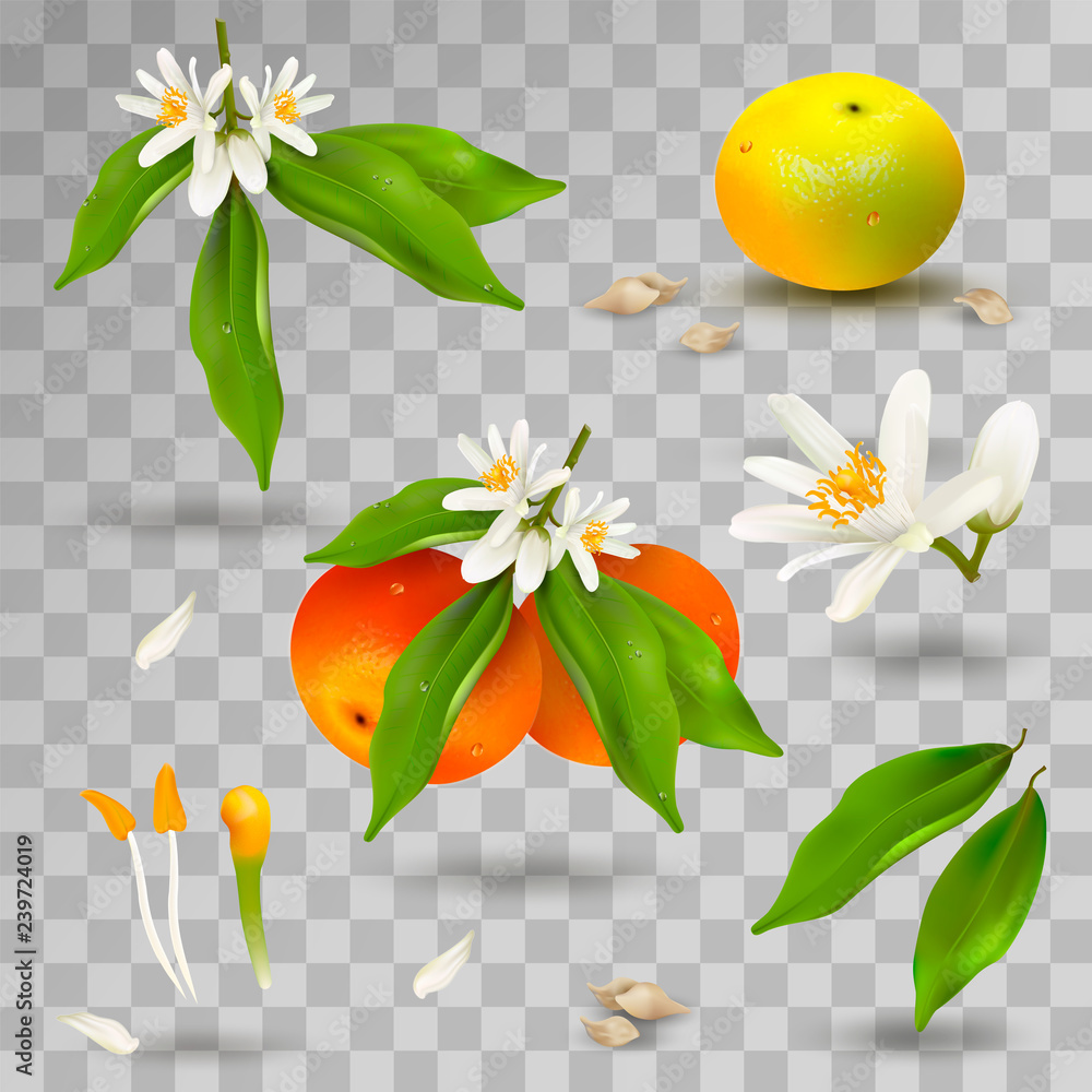 Set of elements of structure of mandarin or tangerine citrus plant ...