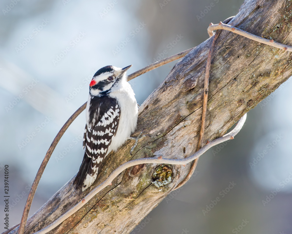Downy woodpecker Stock Photo | Adobe Stock
