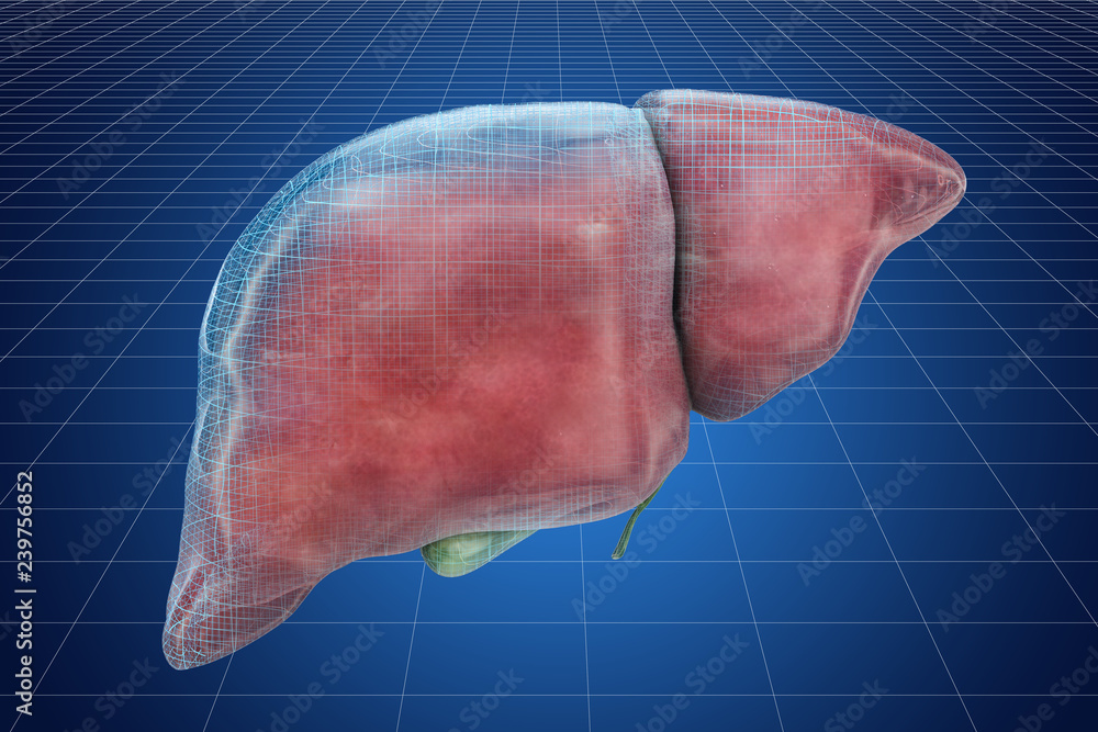 Visualization 3d cad model of human liver, 3D rendering Stock ...