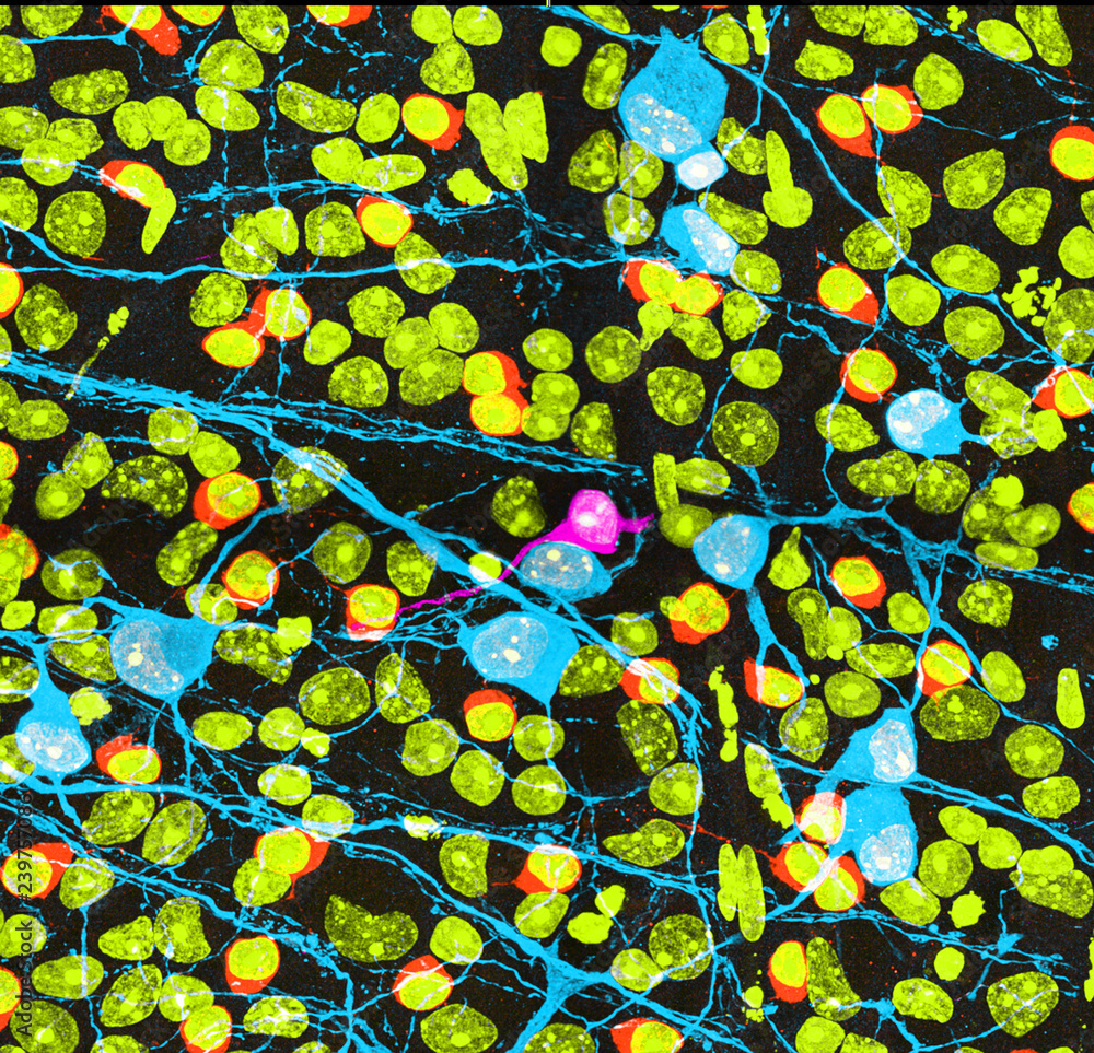 Connected neurons in the retina Stock Photo | Adobe Stock