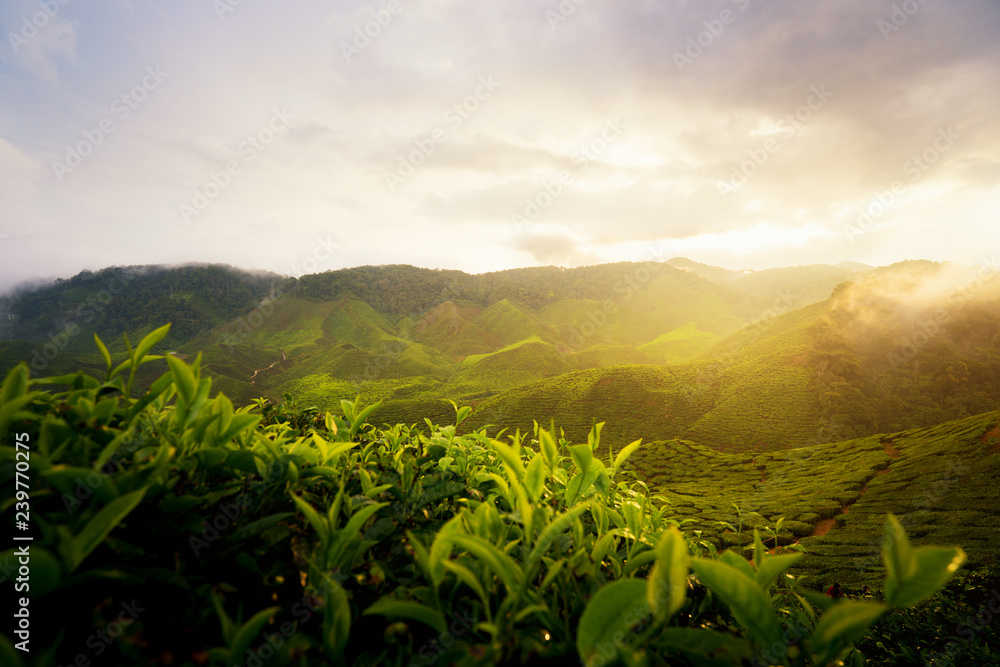Amazing Malaysia landscape. View of tea plantation in sunset/sunrise ...