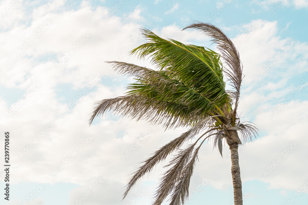Trees Moving In The Wind
