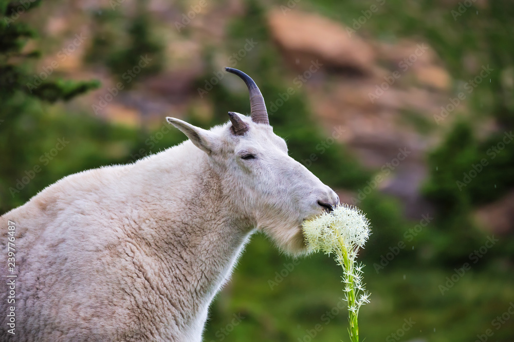 A Mountain Goat enjoying a face full of flowers at Glacier National ...