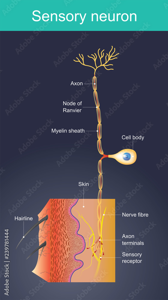Sensory neuron. Cells act as external stimuli in different environments ...