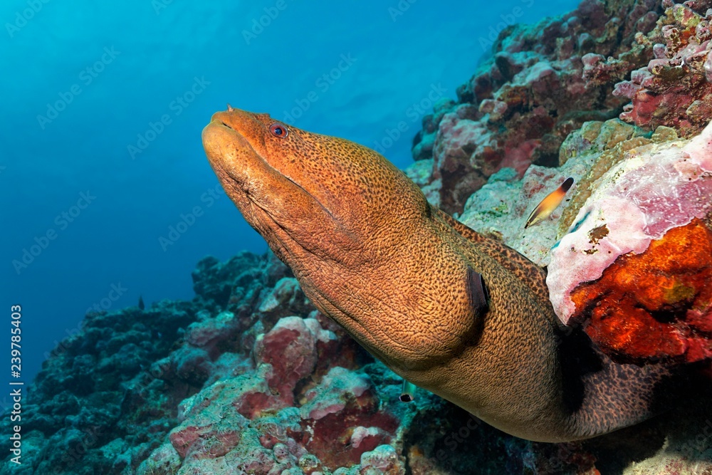 Giant moray (Gymnothorax javanicus) looks from rift in the coral reef ...