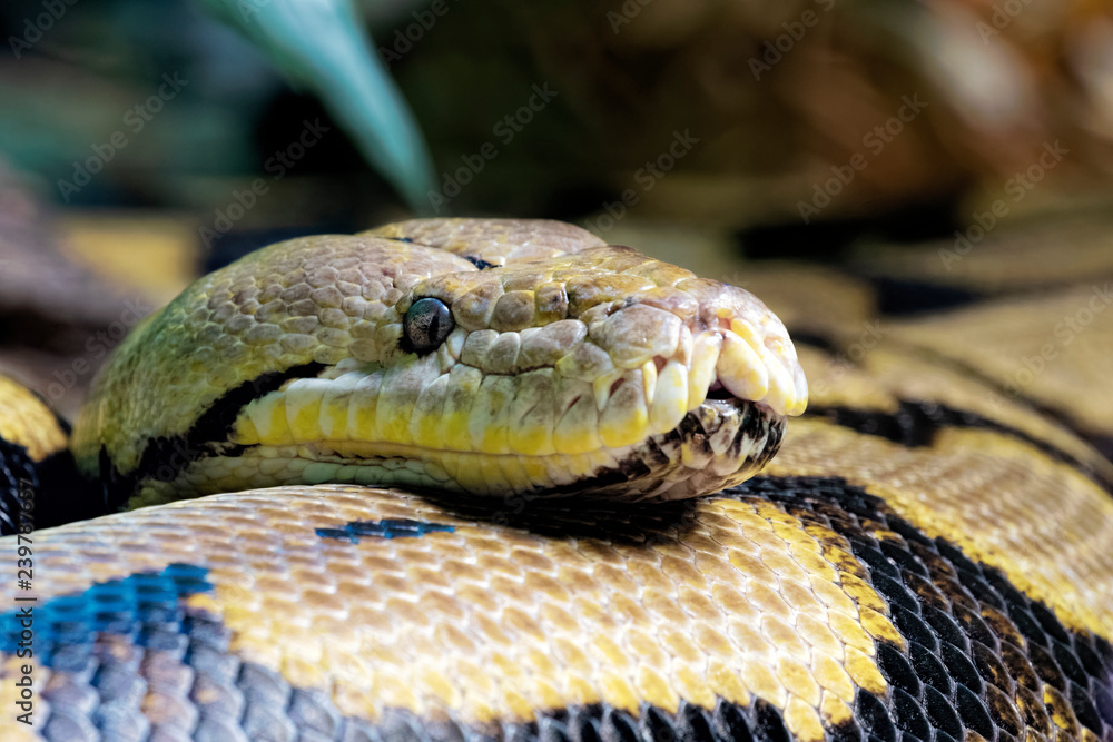Reticulated Python, found in South Asia and Southeast Asia Stock Photo ...