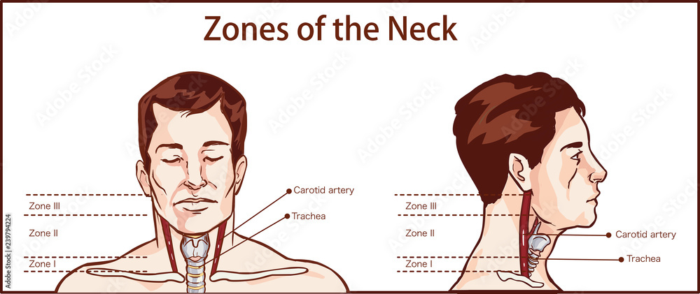 Poster Zones of the Neck Vector İllustration – Wall Art | UkPosters