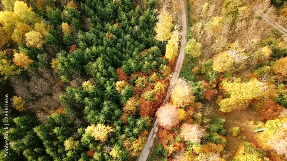 Birds eye view of forest landscape with road in fall Stock Video ...