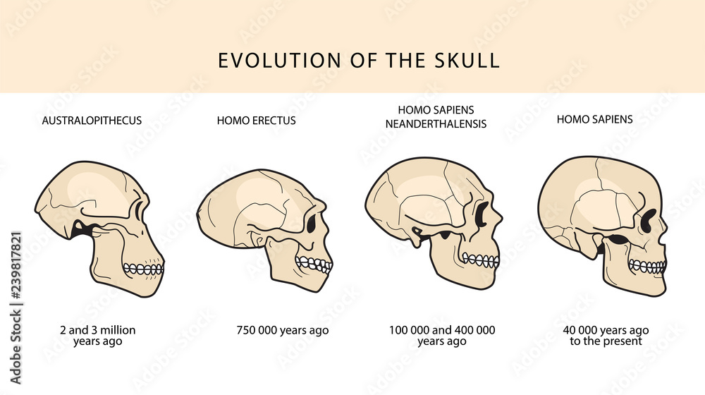 Human Evolution Of The Skull And Text With Dating. Australopithecus ...