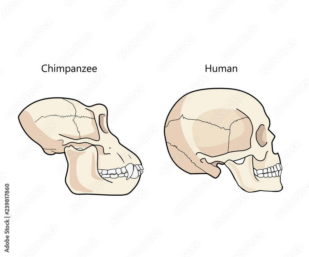 Human And Chimpanzee Skull Biology And Anatomy Vector Illustration. Comparative Primate Anatomy ...