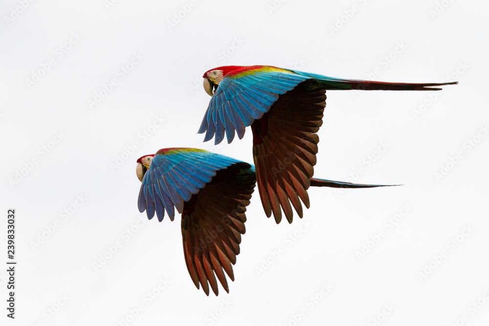 wo red parrots in flight. Macaw flying, white background, isolated ...