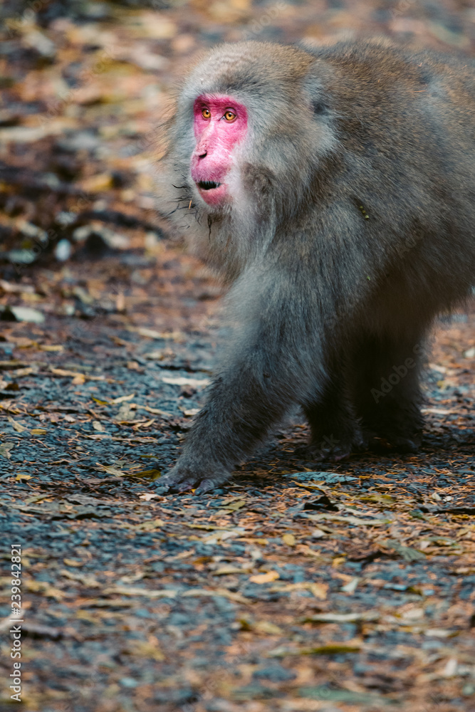 red faced snow monkey in Kamikochi, Japanese Alps, Chubu Sangaku ...