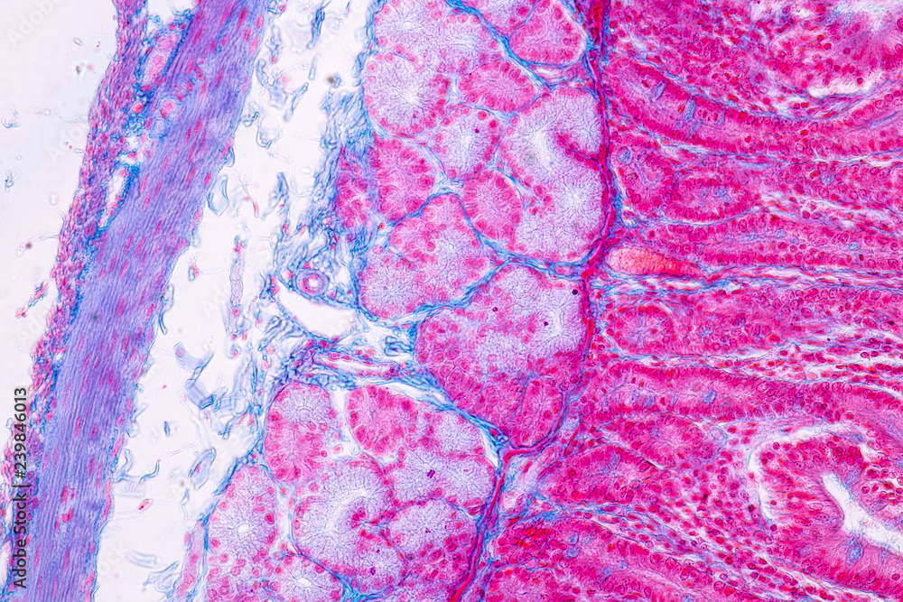Tissue of small intestine or small bowel under the microscopic in Lab ...