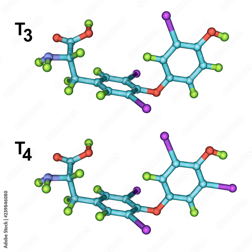 Molecules of thyroid hormones T3 and T4, 3D illustration ...