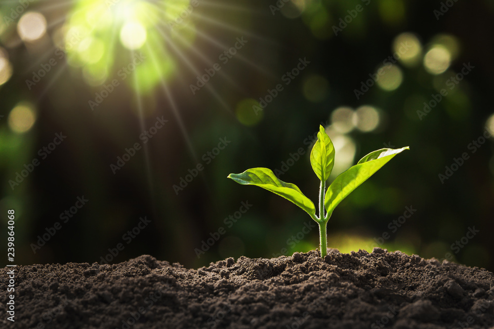 young plant growing in garden with sunlight Stock Photo | Adobe Stock