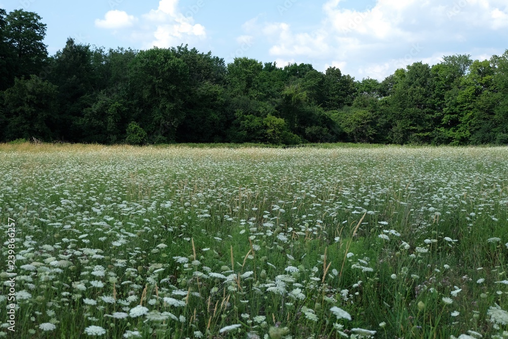 Do Not Confuse With Poison Look Alikes. Queen Anne's Lace Is Also Known ...