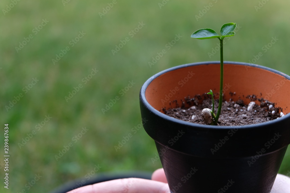 An Orange Seedling In A Pot With A Hand Holding It. Close Up. An Orange Seed Sprouting With A ...