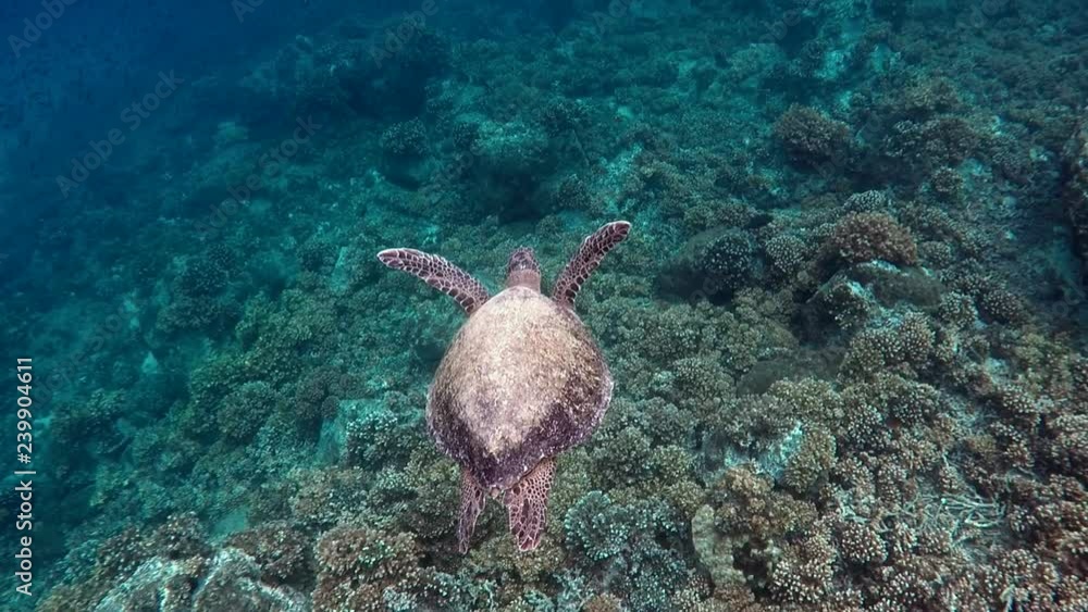Atlantic ridley sea turtle swimming in the coral reef The Kemp's ridley ...