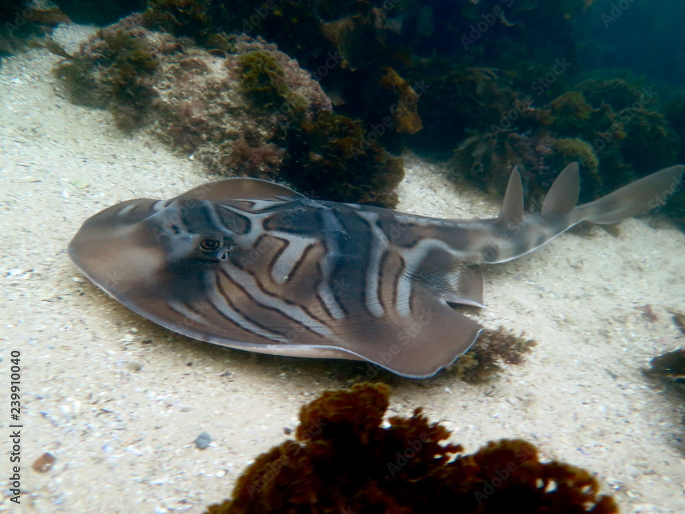 Ray Shark-Eastern Fiddler Ray-Trygonorrhina fasciata, Australia Stock ...