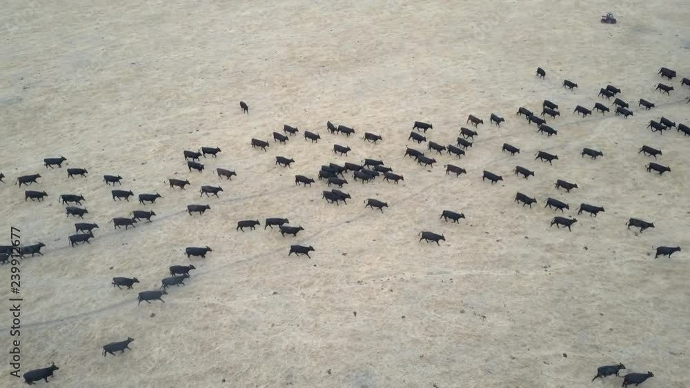 From high above, a herd of black cattle look like marching ants, as ...
