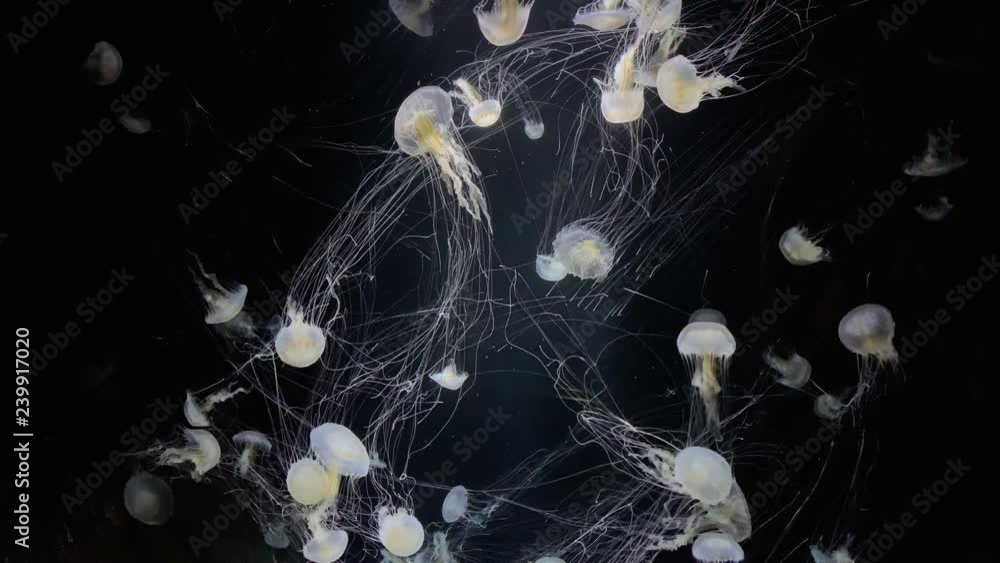 Jellyfish - Chrysaora Lactea - at Kamon Aquarium, Japan. Stock Video ...