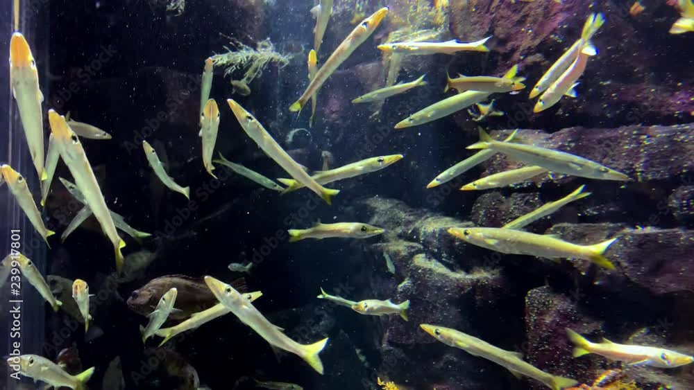 Sphyraena pinguis Gunther - Barracuda, Sea-pike. Group of fish in a ...