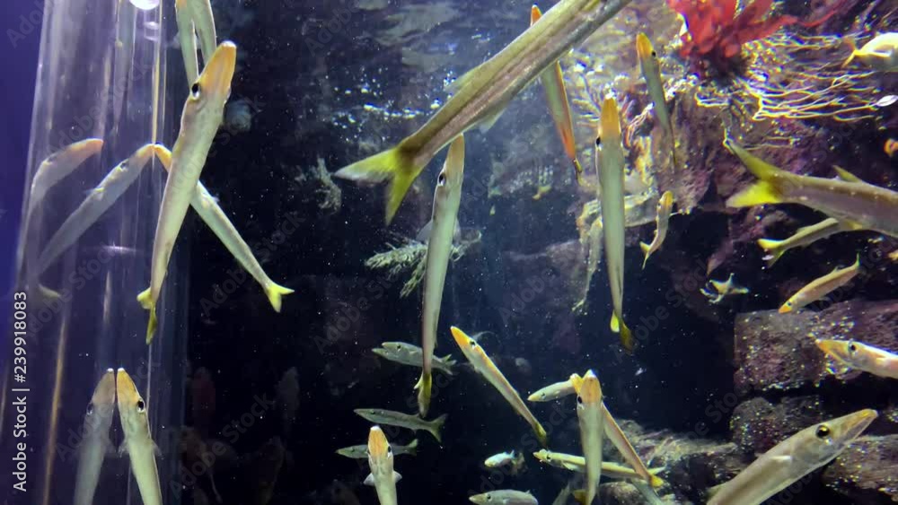Sphyraena pinguis Gunther - Barracuda, Sea-pike. Group of fish in a ...