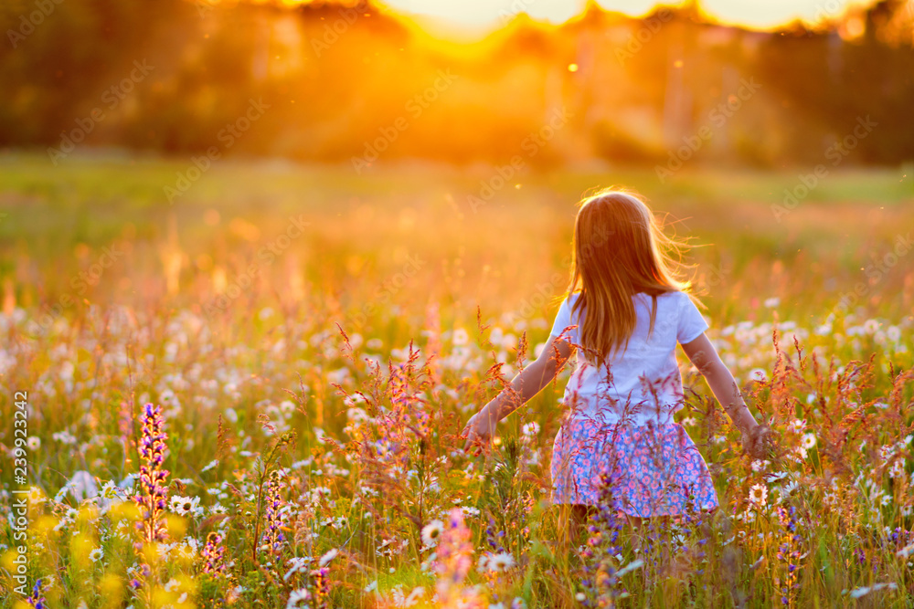 a little girl walks in the rays of a sunset in a flowering meadow ...