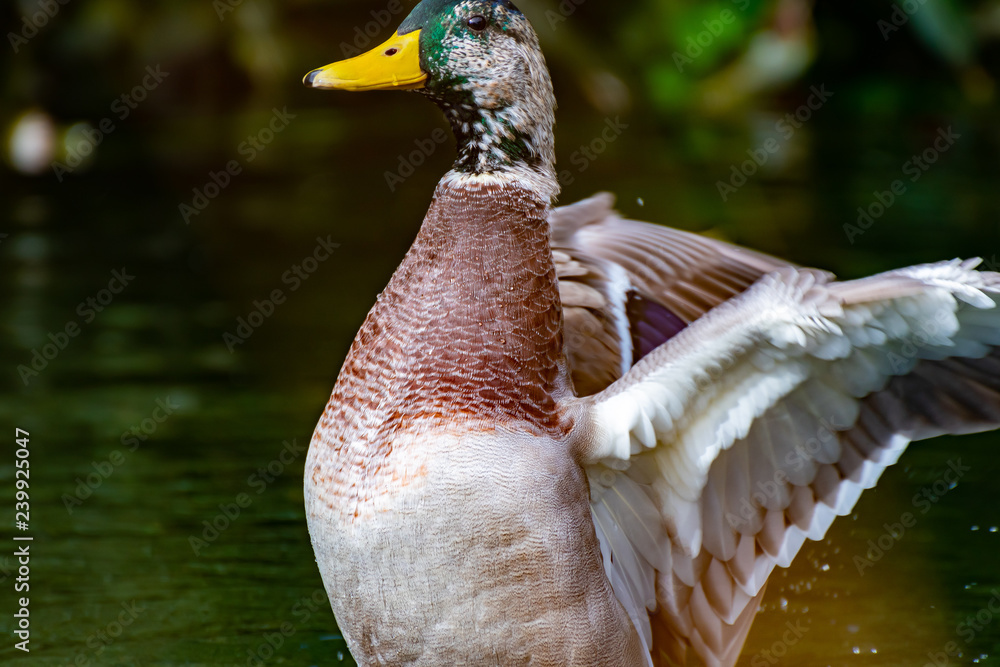 Duck With White Head And Black Body