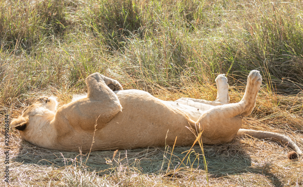 Lion Lying On Back