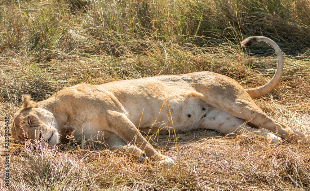 Close-up full body portrait of female lion, Panthera leo, lying on her ...