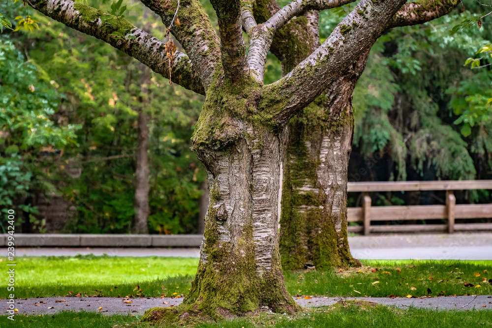 Two large trees with huge trunks and branches covered in moss, standing ...
