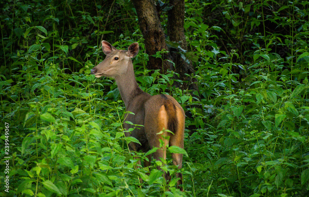 Assam culture and wildlife Stock Photo | Adobe Stock