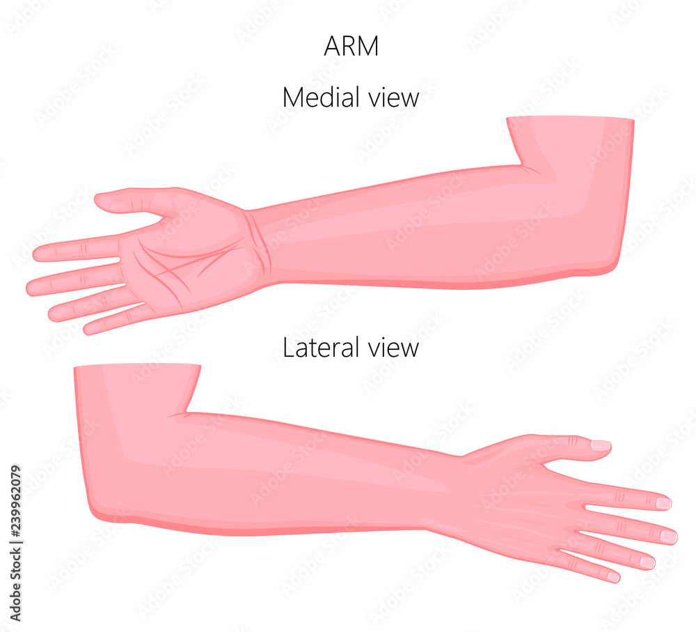 Vector illustration of a healthy European human arm. Medial and lateral ...