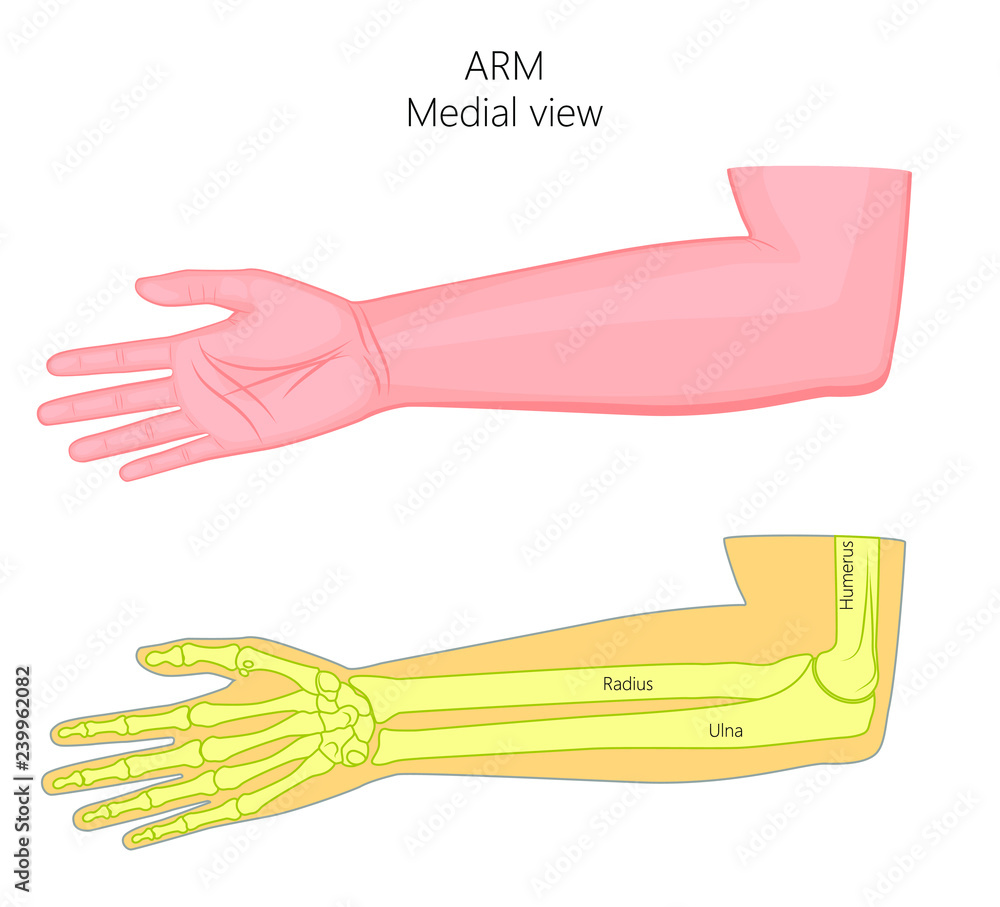Vector illustration of a healthy human arm with elbow and its bones ...